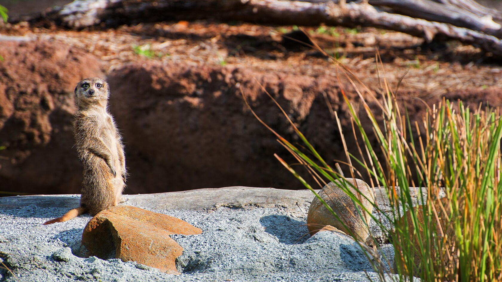 Gorilla Falls Exploration Trail | Walt Disney World Resort