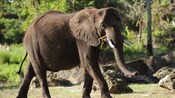 Elephants | Disney Animals | Walt Disney World Resort
