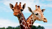 Giraffes | Disney Animals | Walt Disney World Resort