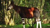 Okapis | Disney Animals | Walt Disney World Resort