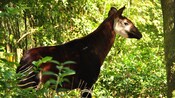 Okapis | Disney Animals | Walt Disney World Resort