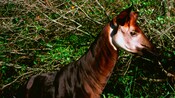 Okapis | Disney Animals | Walt Disney World Resort